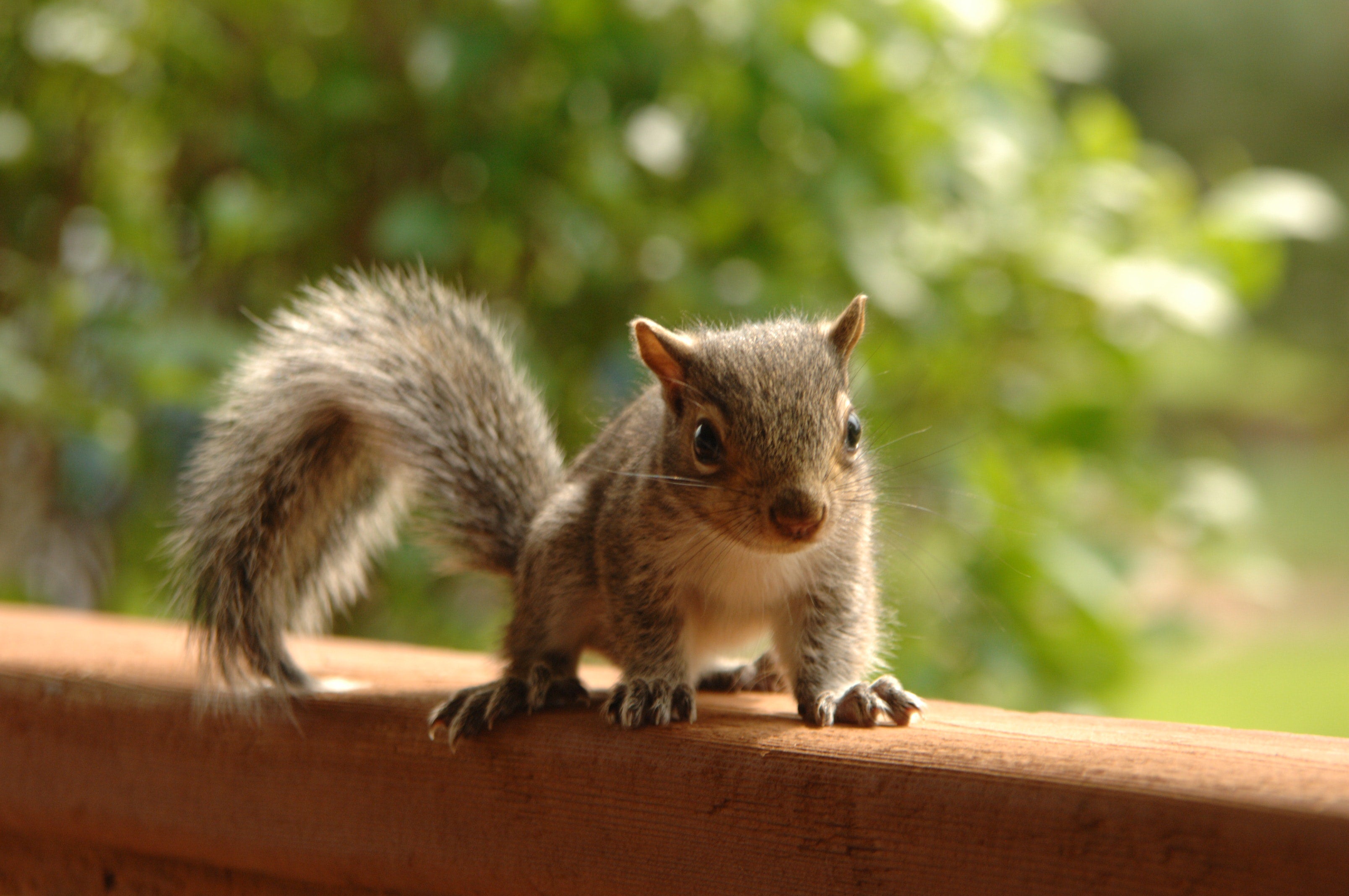 Where Do You Relocate a Catch-and-Release Animal?